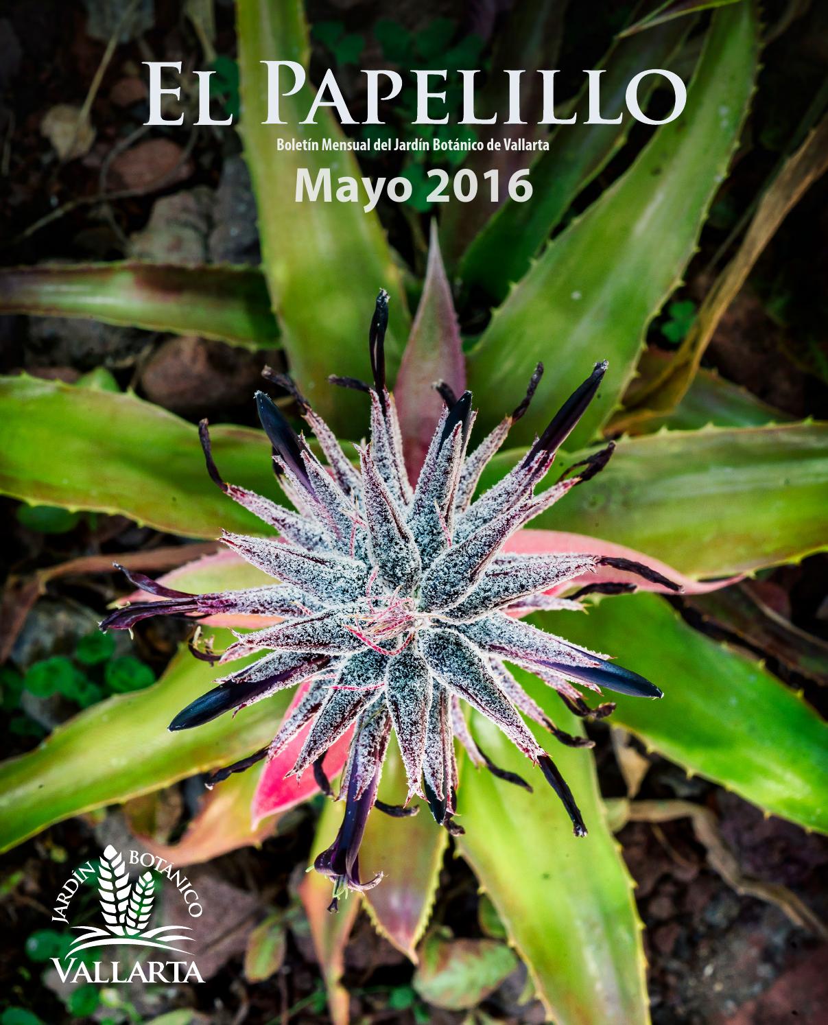El Papelillo - Mayo 2016 by Jardín Botánico de Vallarta Vallarta ...