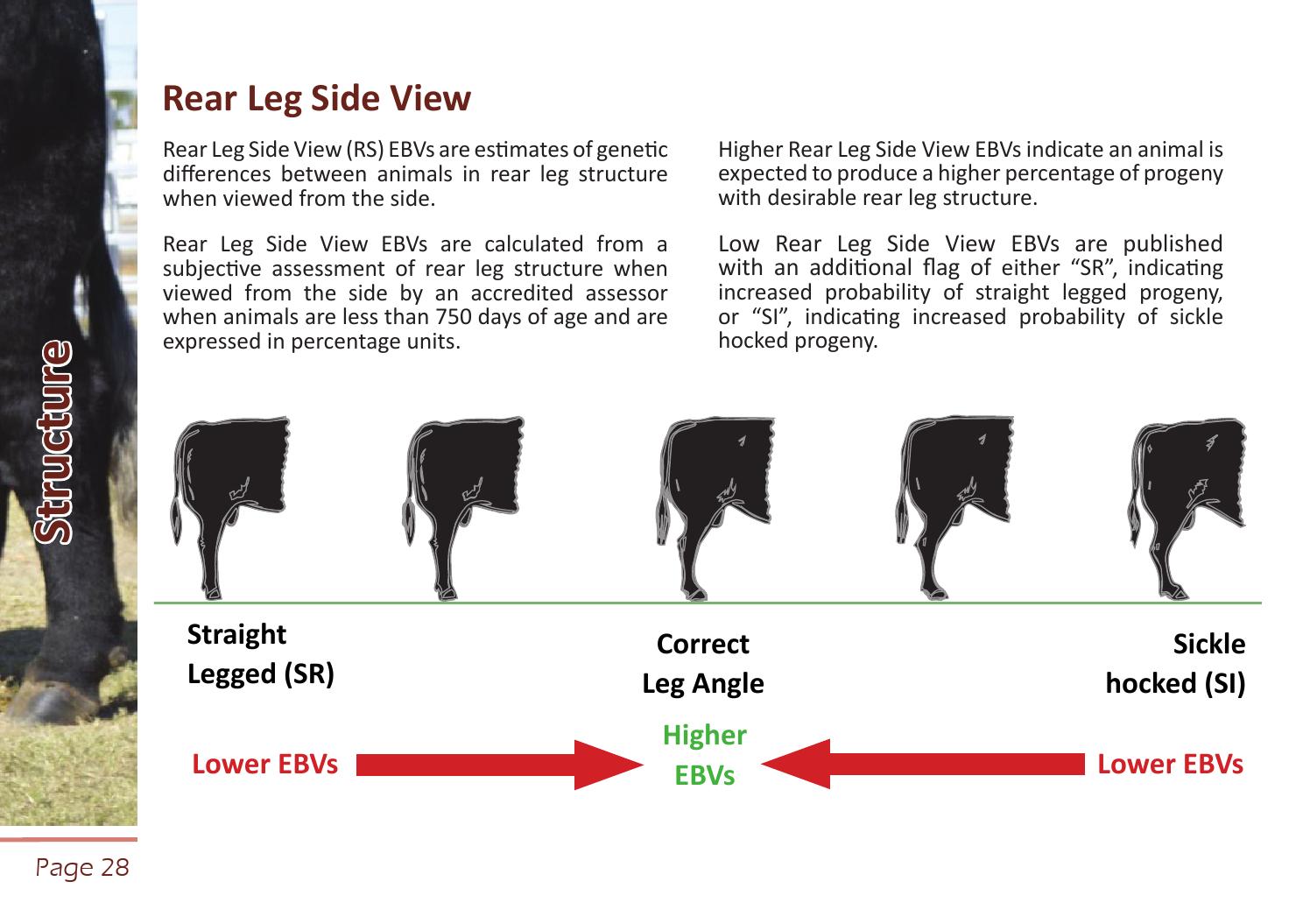 Angus BREEDPLAN by Angus Australia - Issuu