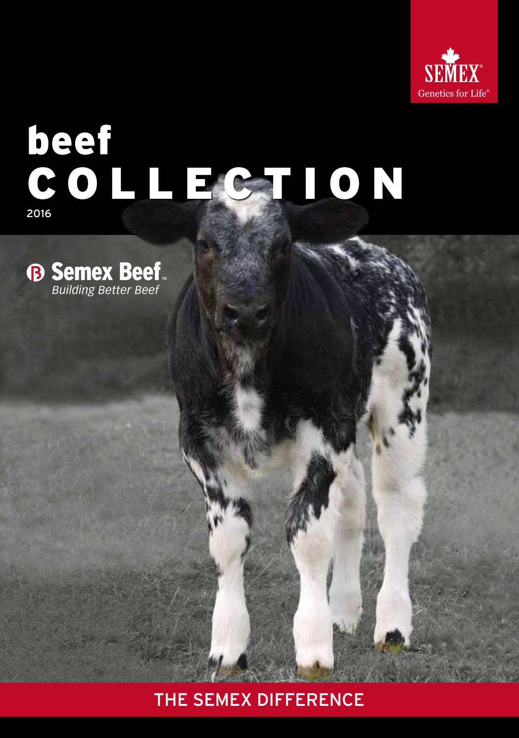 2016 Semex UK Beef Collection by Semex - Issuu