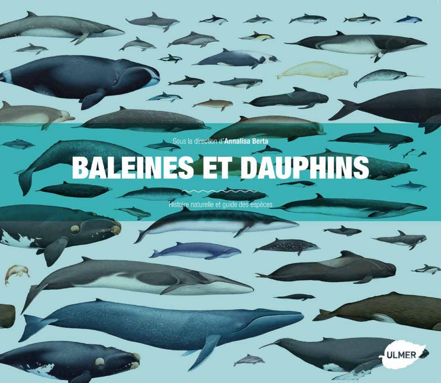 Tableau Comparatif Des Tailles De Baleines Bleues