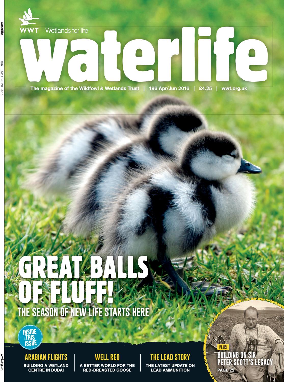 Waterlife Apr - Jun 2016 by WWT Waterlife - Issuu