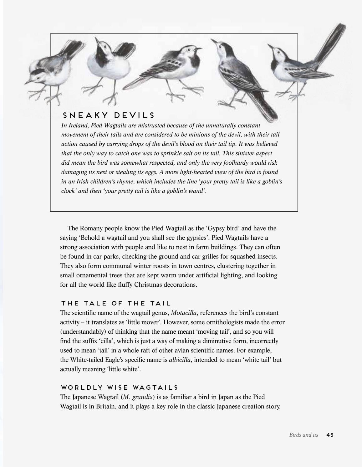 Birds: Myth, Lore & Legend by Bloomsbury Publishing - Issuu
