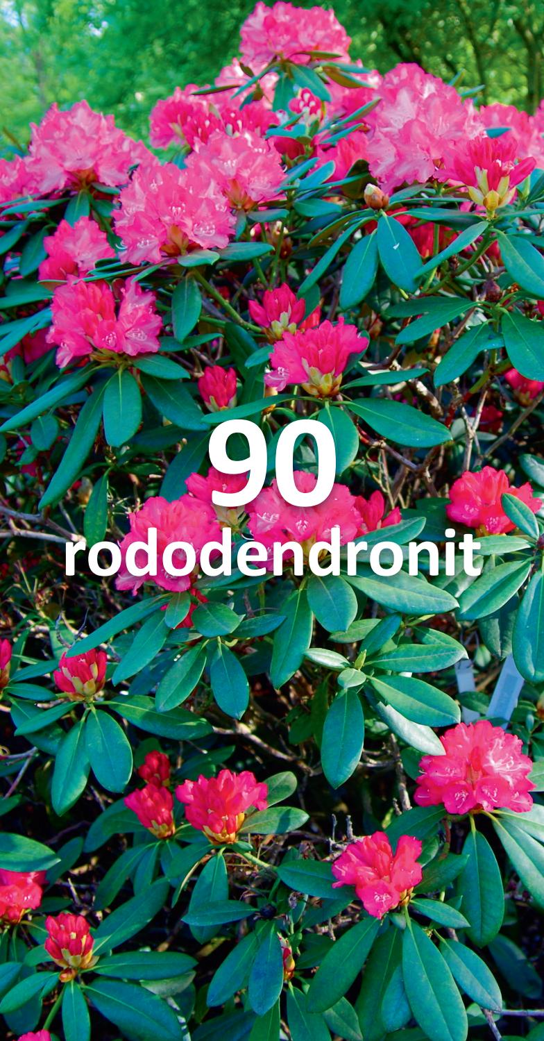 Rodod issuu by Rahva Raamat - Issuu