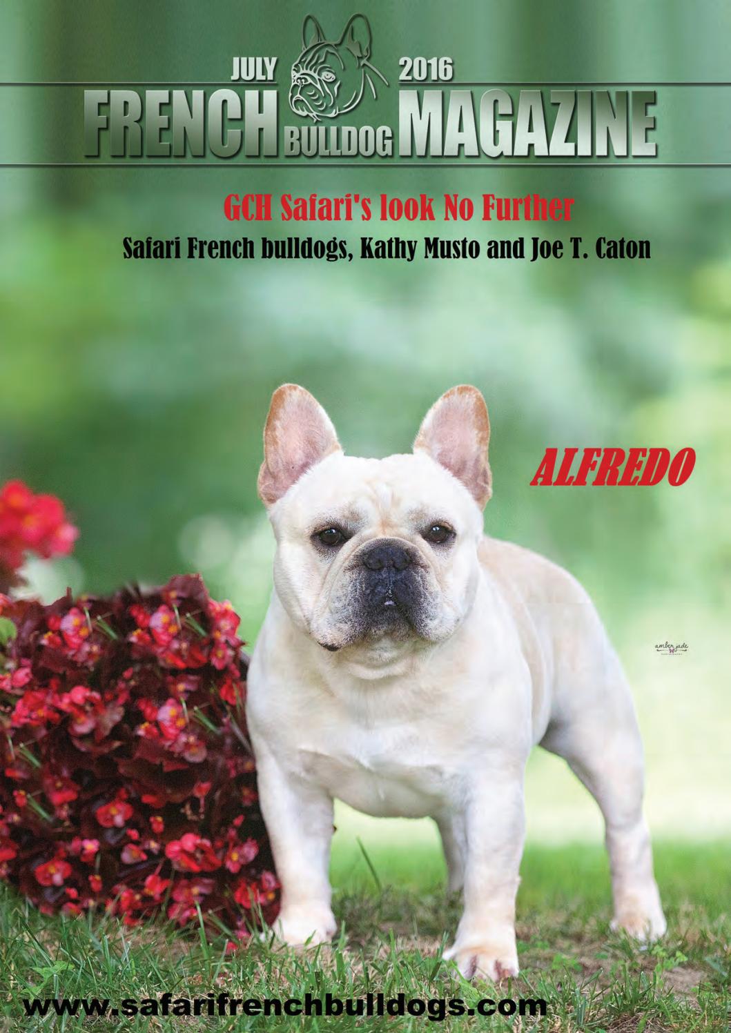 French Bulldog Magazine: July 2016 by Theo Koekemoer - Issuu