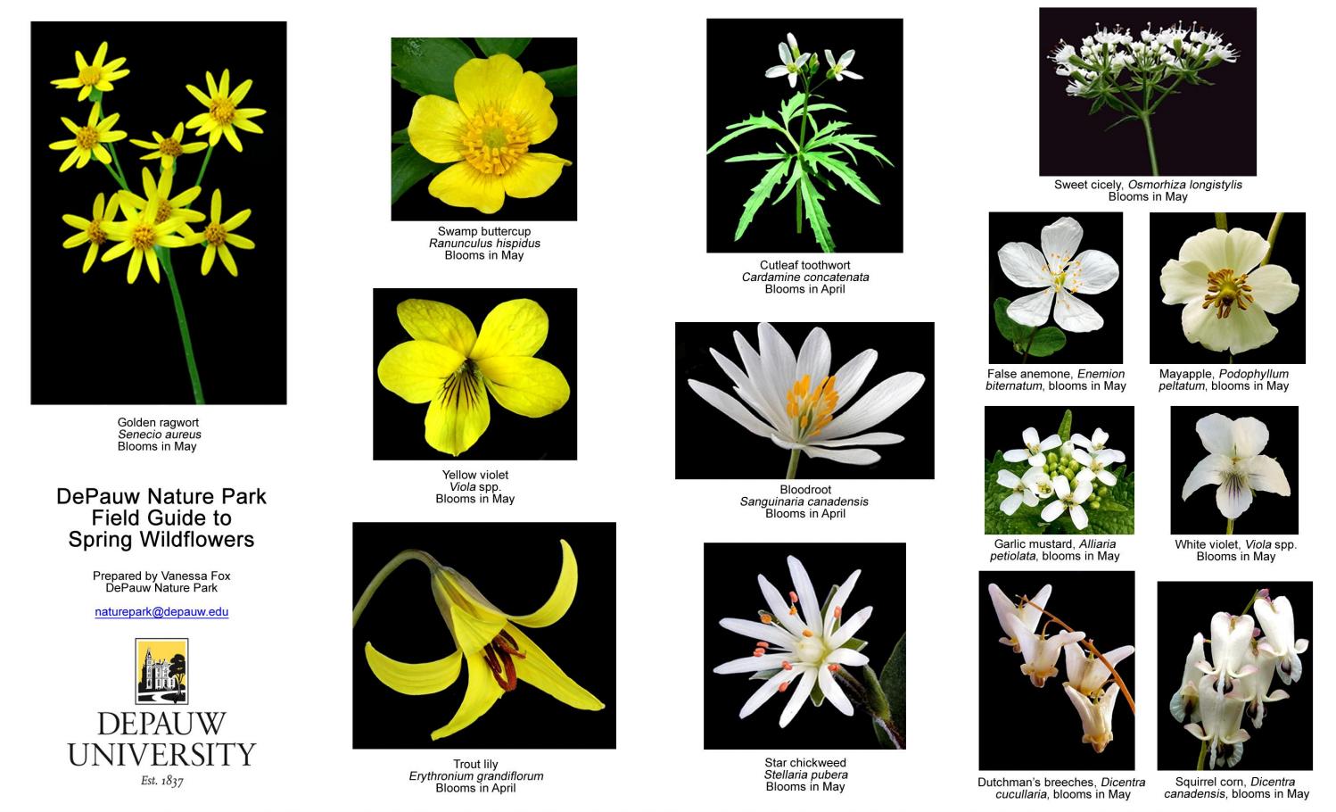 Nature Park Wildflower Pamphlet by DePauw University - Issuu