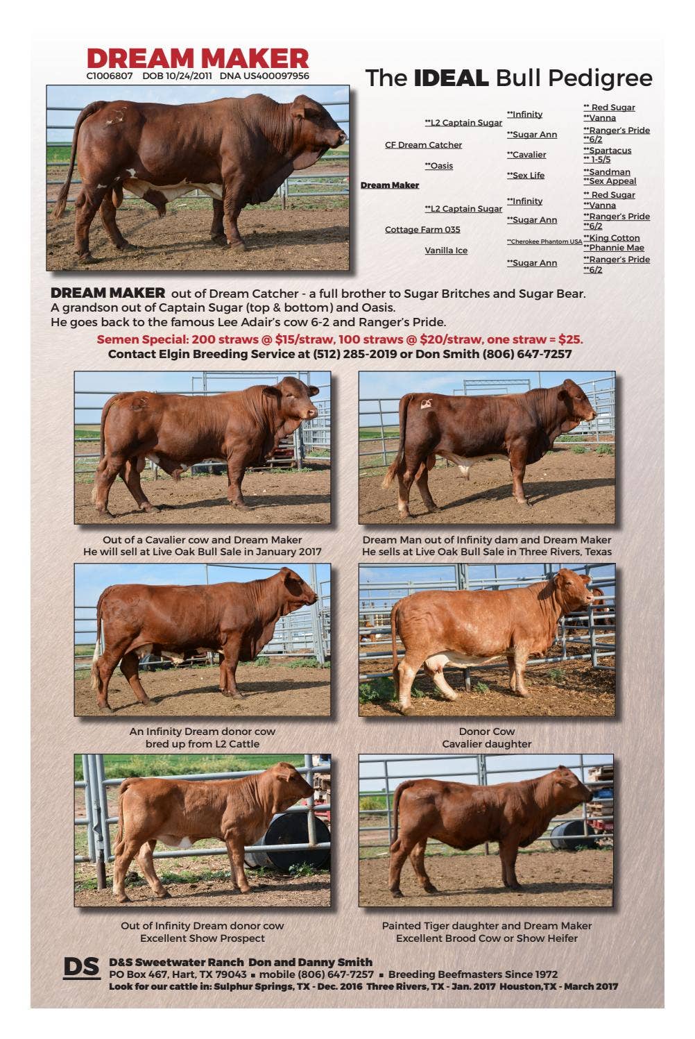 The Beefmaster Pay Weight: Fall 2016 Issue by Beefmaster Breeders ...