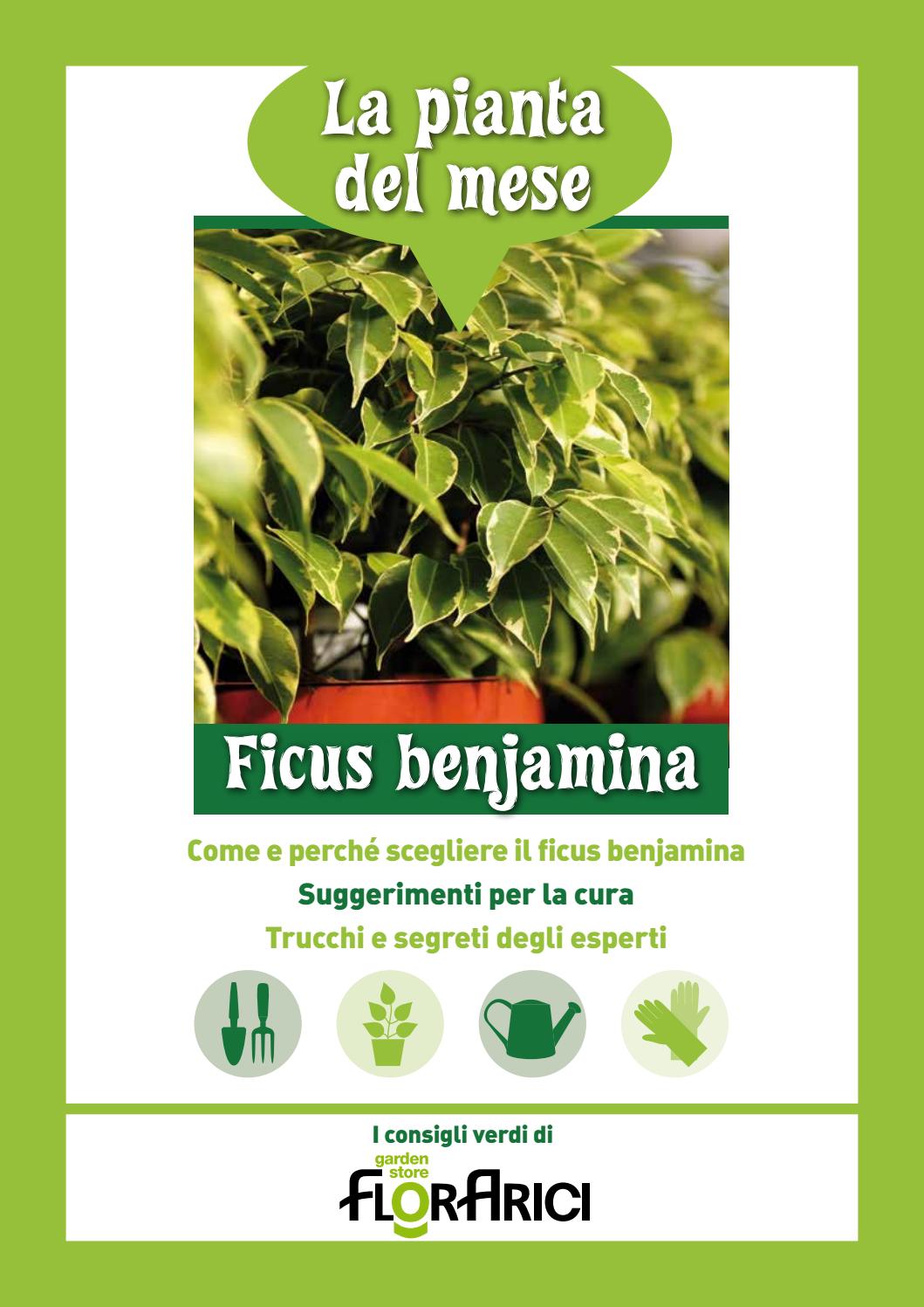 FICUS BENJAMIN - La pianta del mese di Settembre 2016 di Florarici by ...