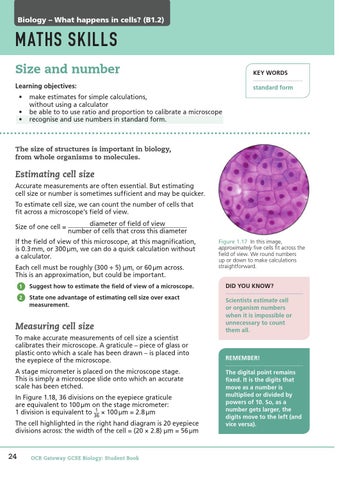 How To Measure Cells Under A Microscope