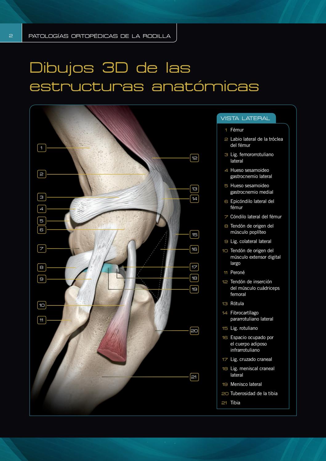 Patologías ortopédicas de la rodilla by Grupo Asís - Issuu