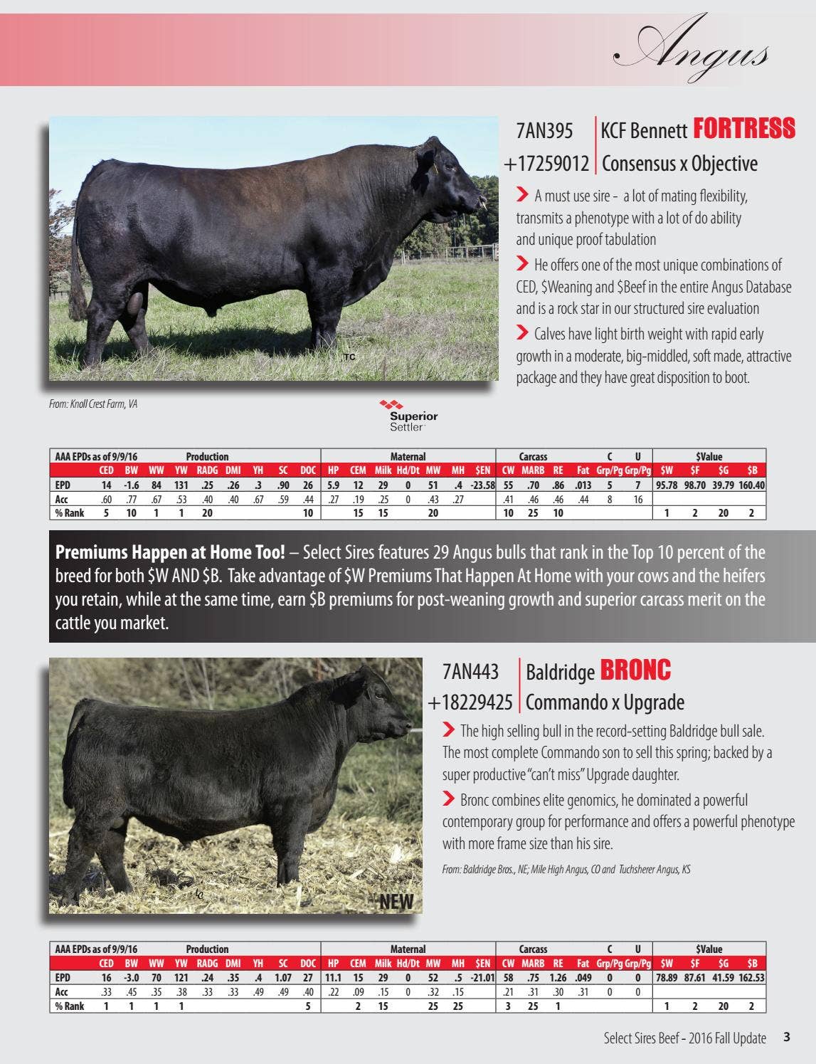 2016 Fall Beef Flyer by Kim West - Issuu