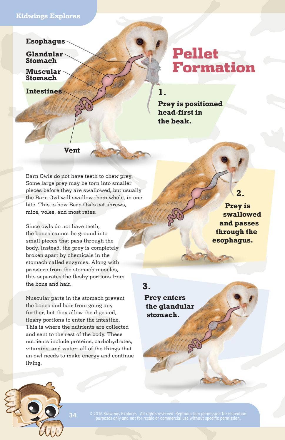 Kidwings Explores Barn Owls: Habitats, Habits, and Prey by P2W Projects ...