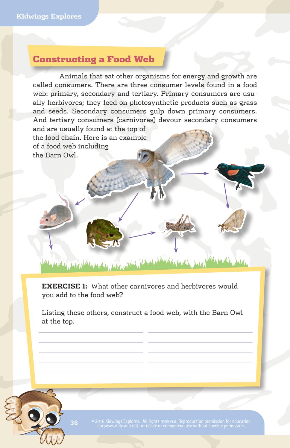 Facts Adaptations Diagram The Barn Owl Trust