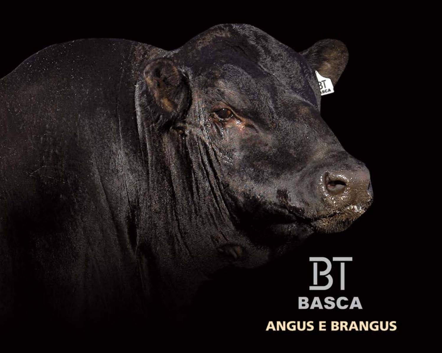 Catálogo BT Basca - Angus e Brangus 2016 by Daniel abreu - Issuu