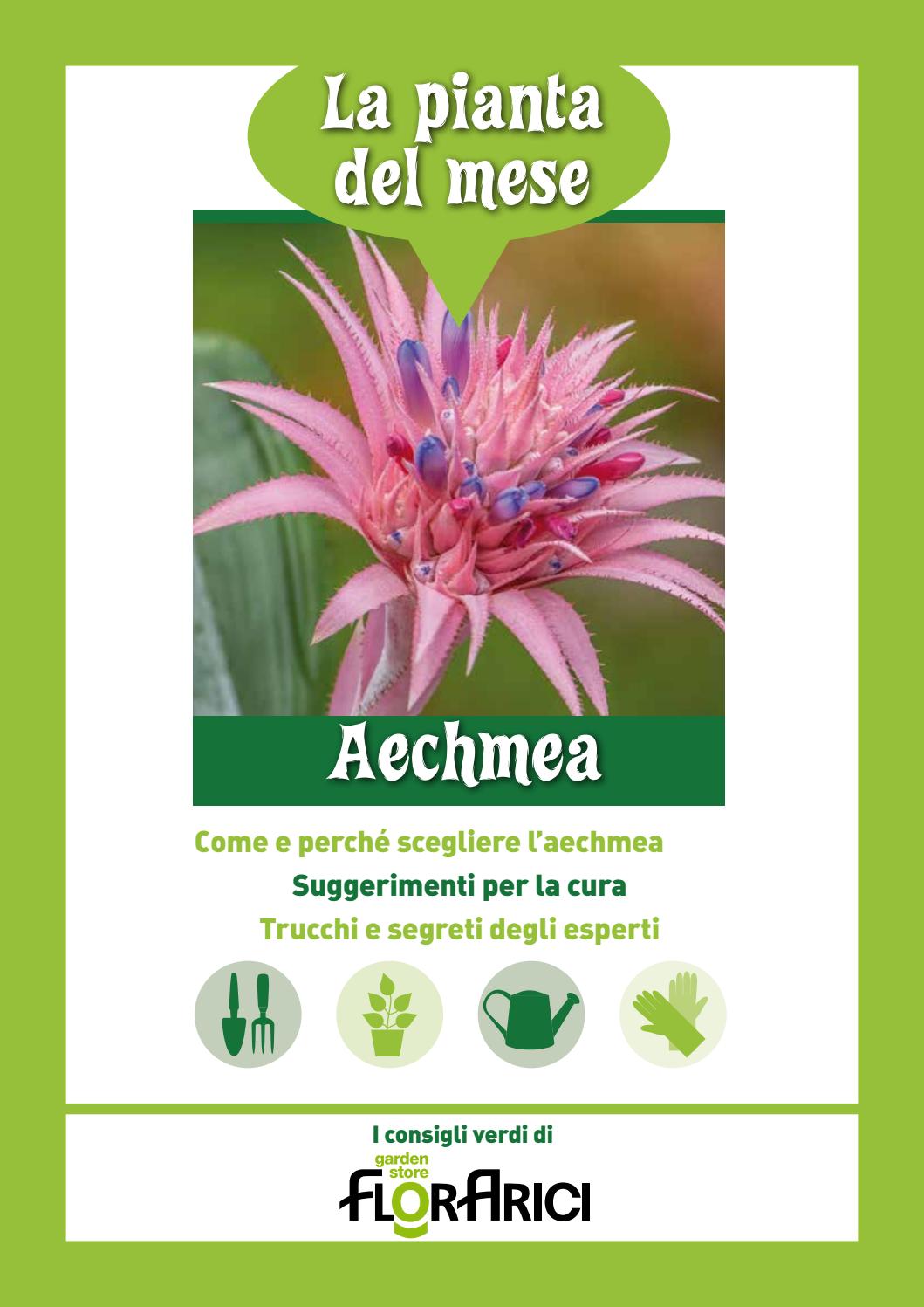 AECHMEA - La pianta del mese di ottobre 2016 di Florarici by paolo ...