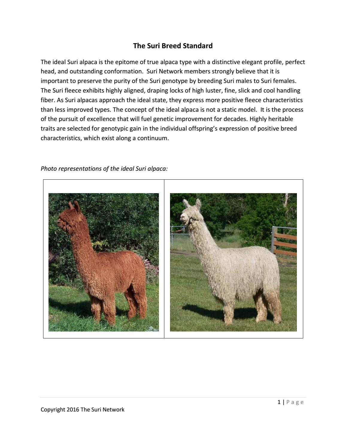 Suri network suri breed standard final 2016 by Suri Network - Issuu