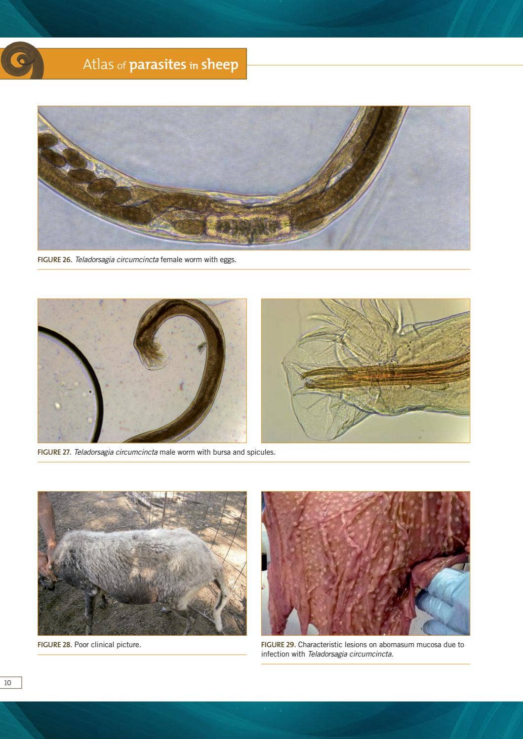 Atlas of parasites in sheep by Grupo Asís - Issuu