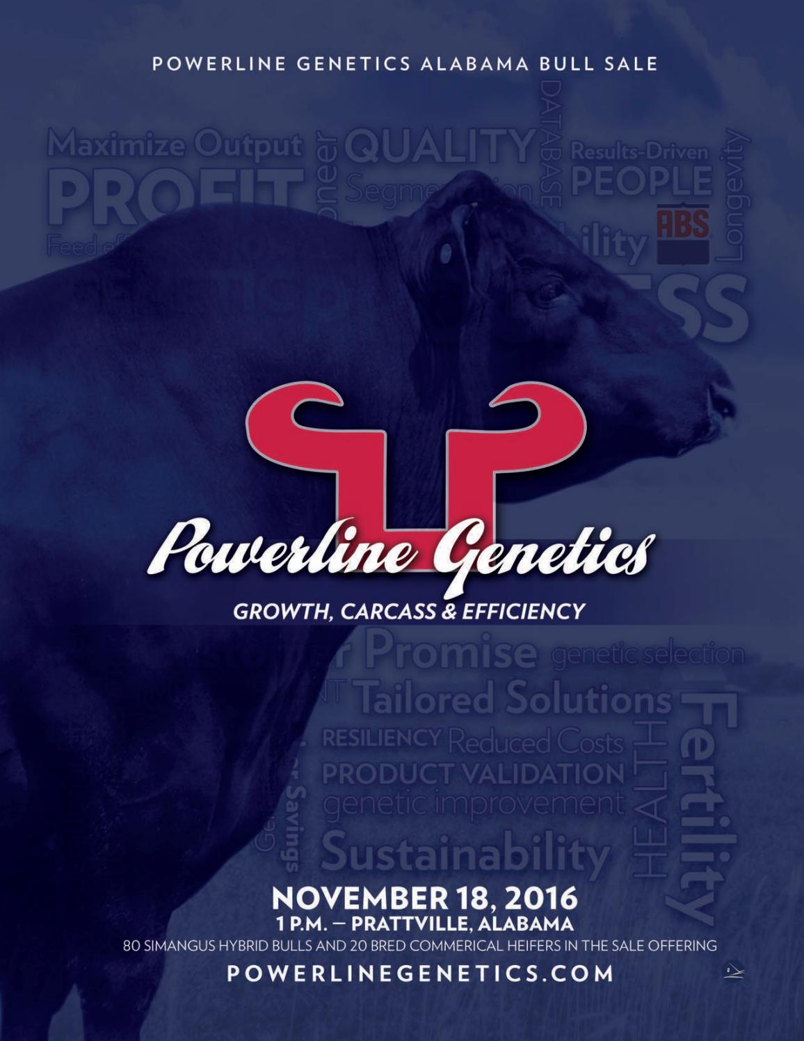 Powerline Beef Genetics 2016 Alabama Bull Sale by LivestockDirect - Issuu