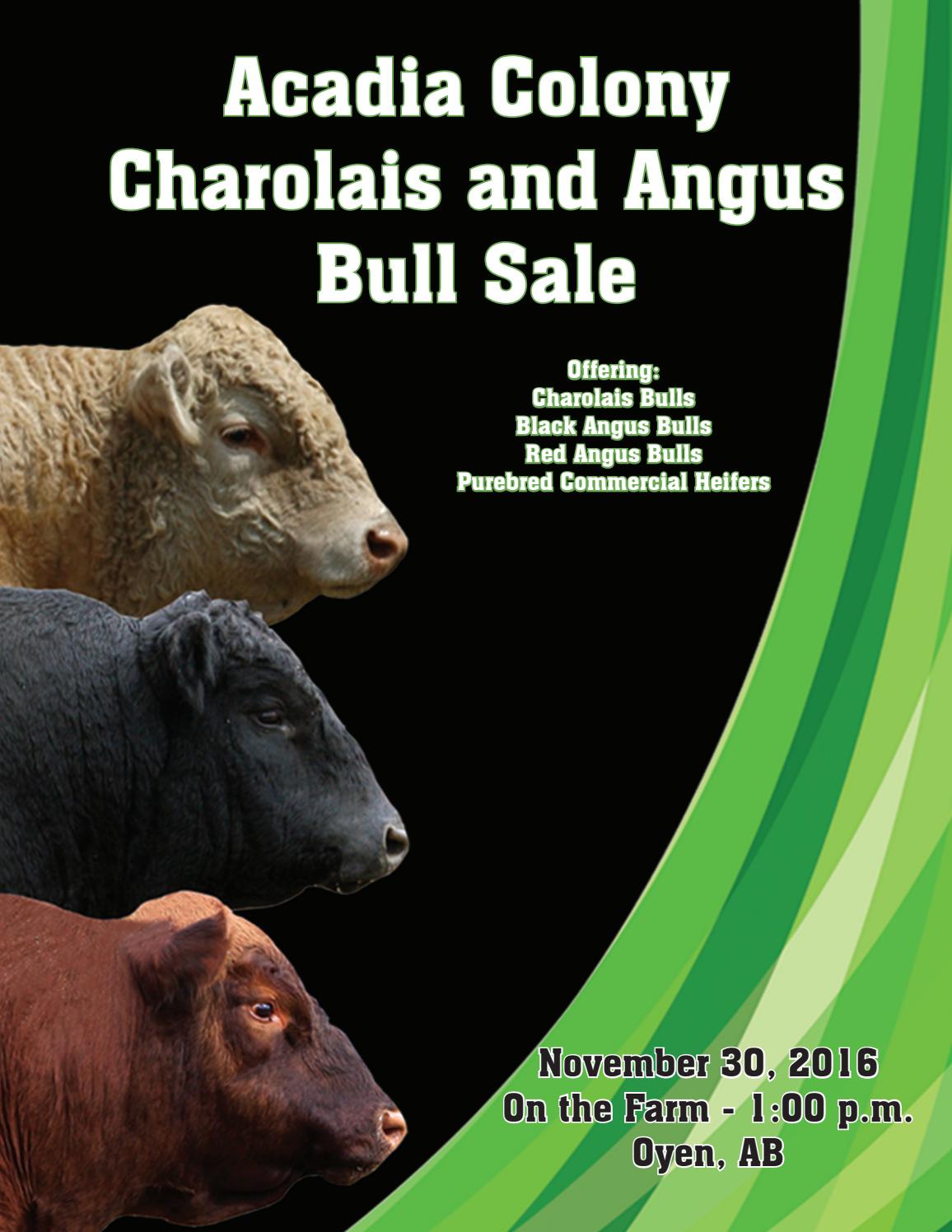 Acadia Colony Bull Sale 2016 by Today's Publishing Inc. - Issuu
