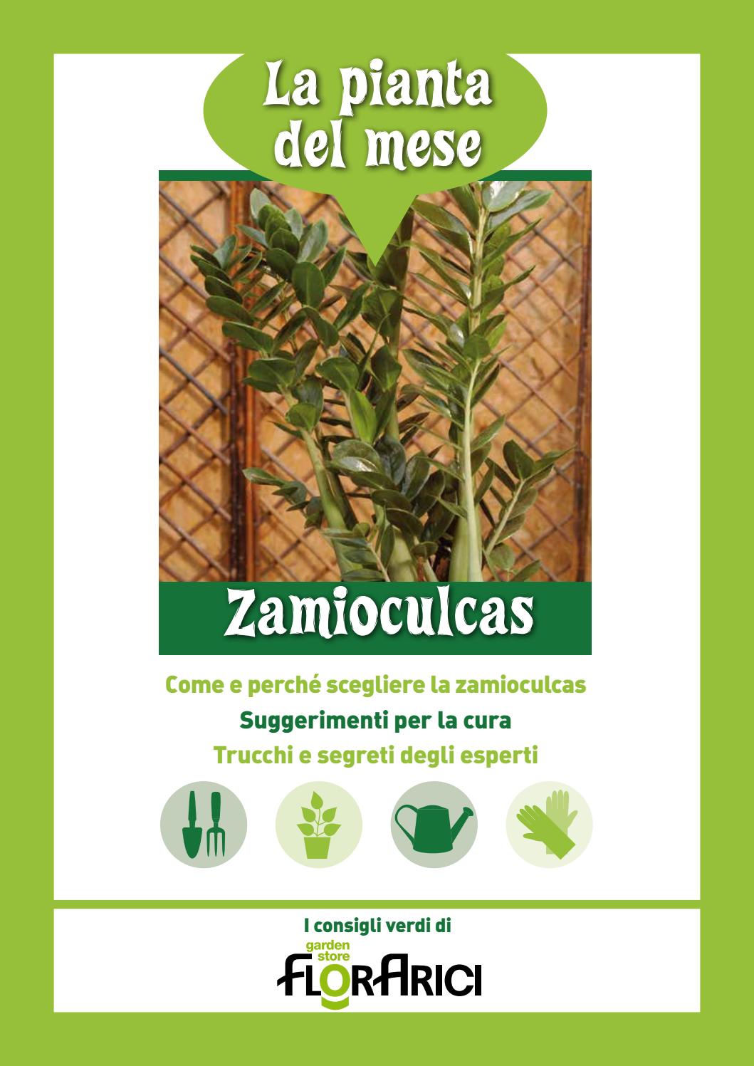 ZAMIOCULCAS - La pianta del mese di novembre 2016 di Florarici by paolo ...