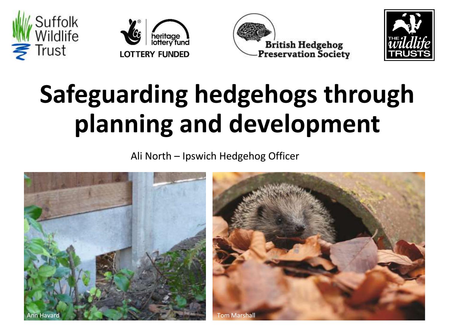 Safeguarding hedgehogs through planning and development by Suffolk ...