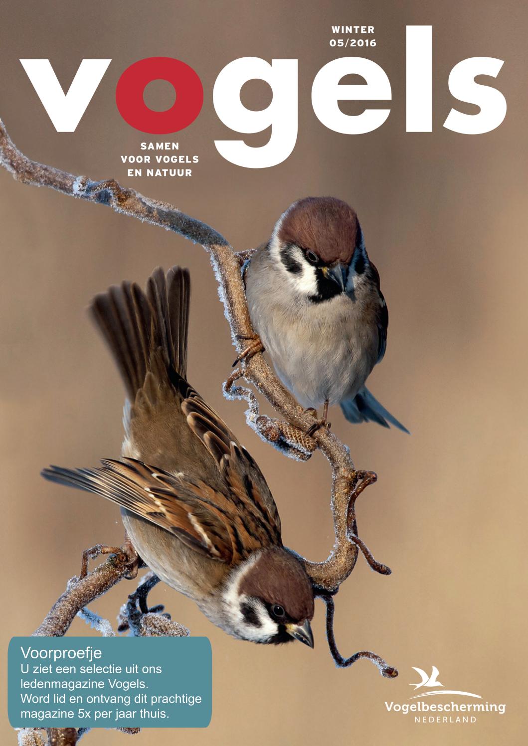 Vogels winter 05/2016 by Vogelbescherming Nederland - Issuu