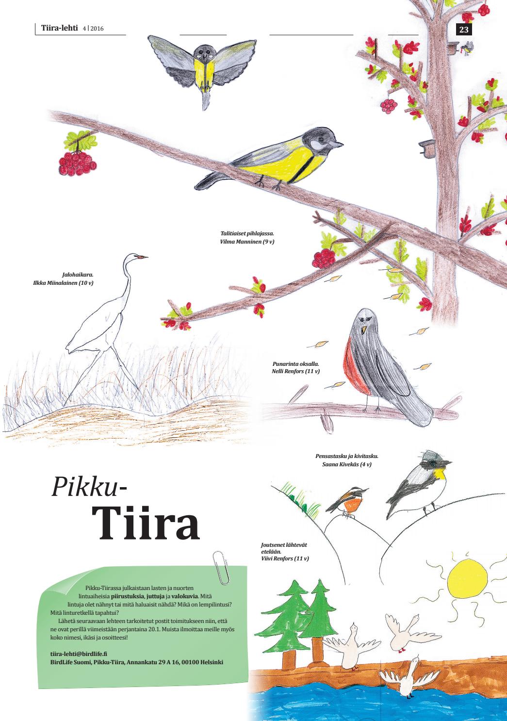 Tiira 4/2016 by BirdLife Suomi - Issuu