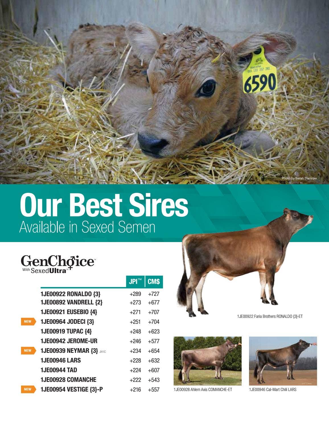 GENEX Jersey Sires by GENEX - Issuu