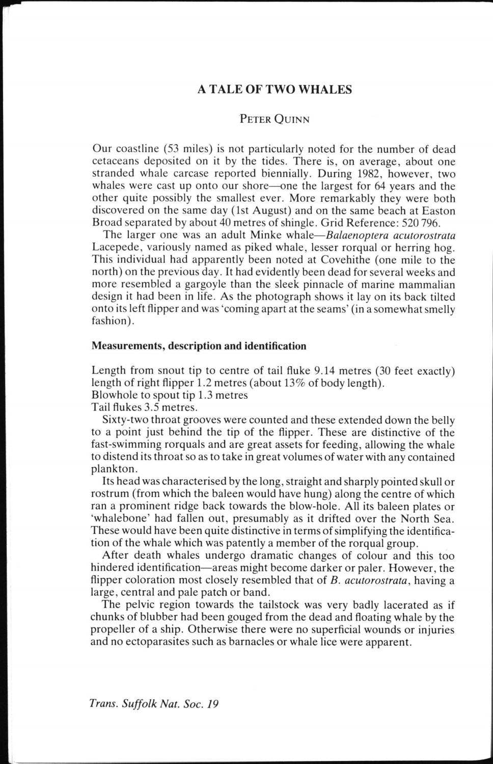 A tale of two whales by Suffolk Naturalists' Society - Issuu