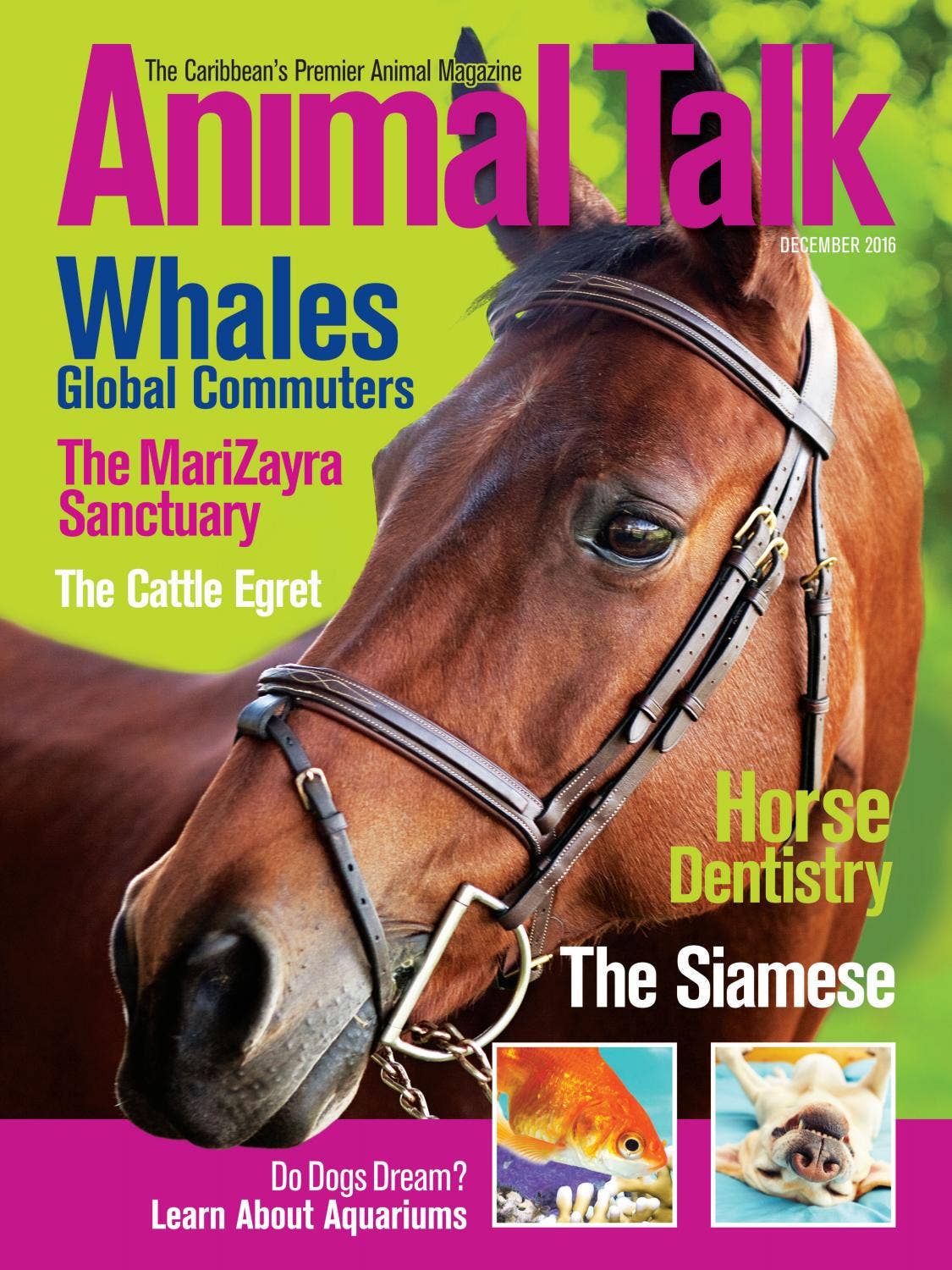 Animal Talk Magazine Barbados Issue 2 by Animal Talk Magazine Barbados ...