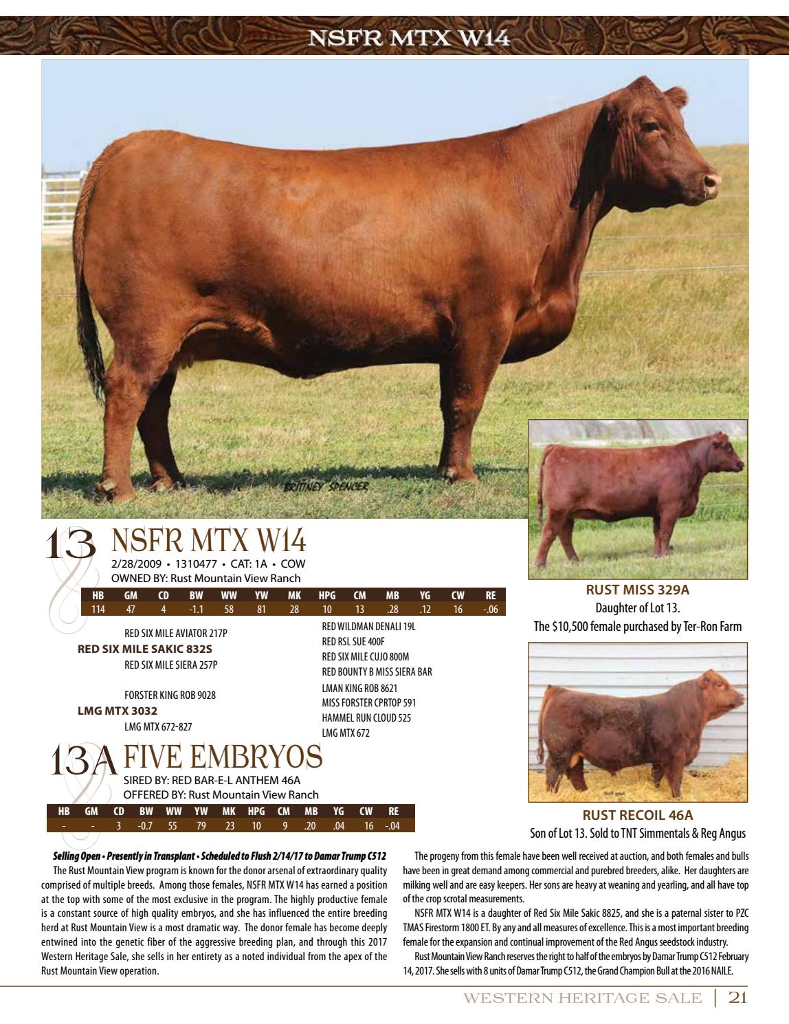 Western Heritage Cattle