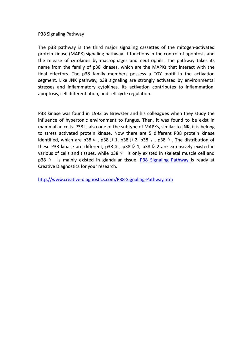 P38 signaling pathway pdf by Creative Diagnostics - Issuu