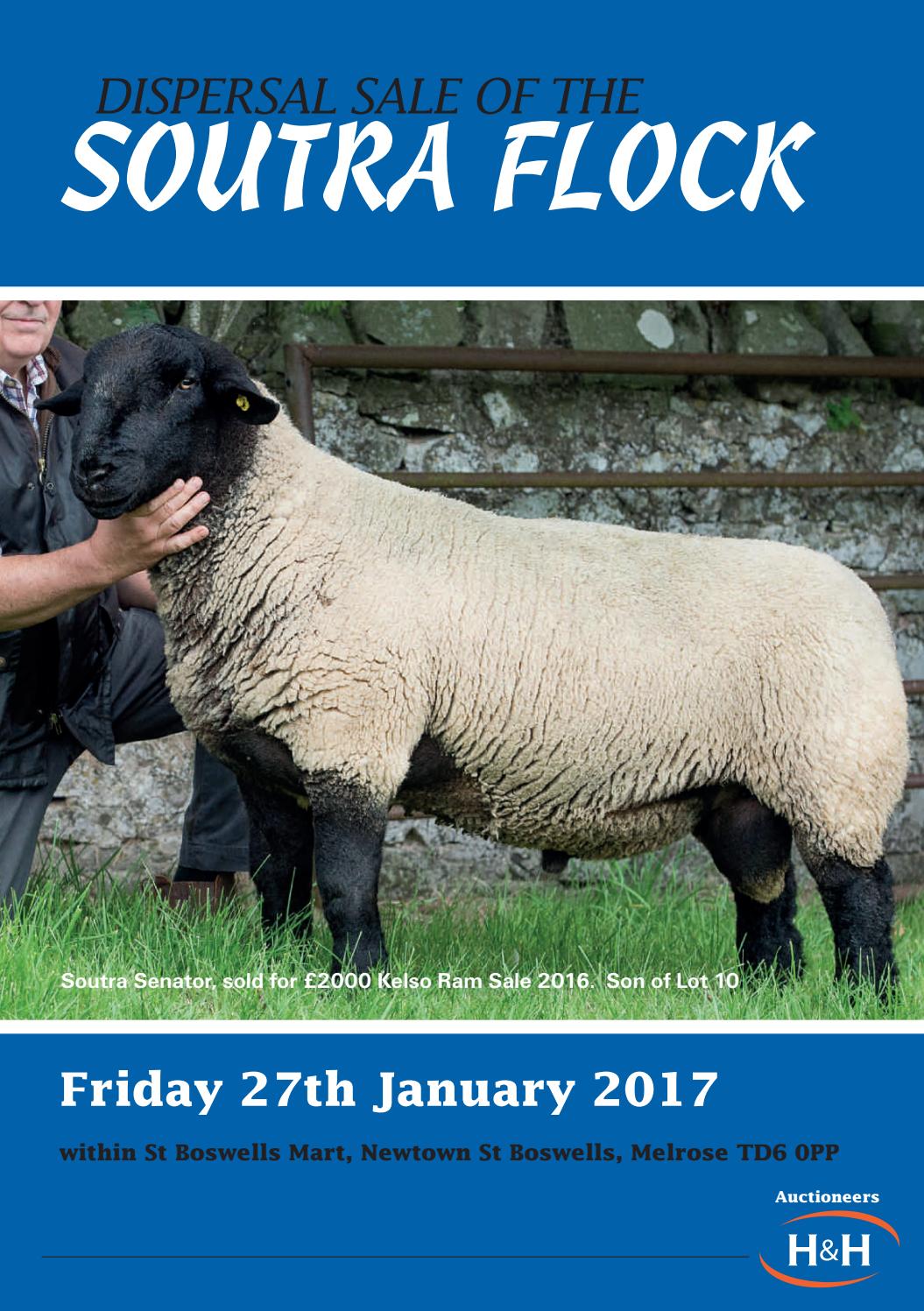 Dispersal Sale of the Soutra Suffolk Flock 270117 by Harrison ...
