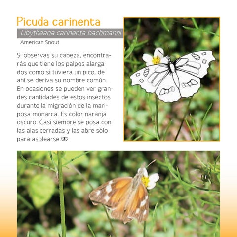Me gustan las mariposas de Nuevo León by La Tinta Invisible Editores ...