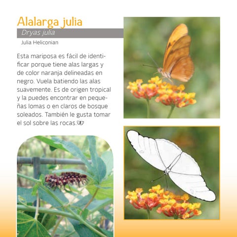 Me gustan las mariposas de Nuevo León by La Tinta Invisible Editores ...