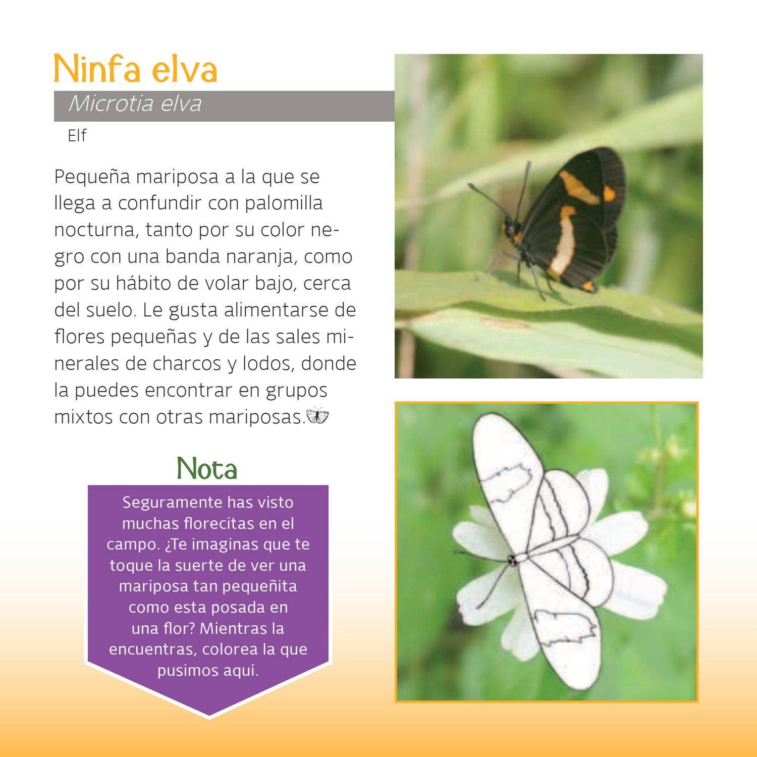 Me gustan las mariposas de Nuevo León by La Tinta Invisible Editores ...