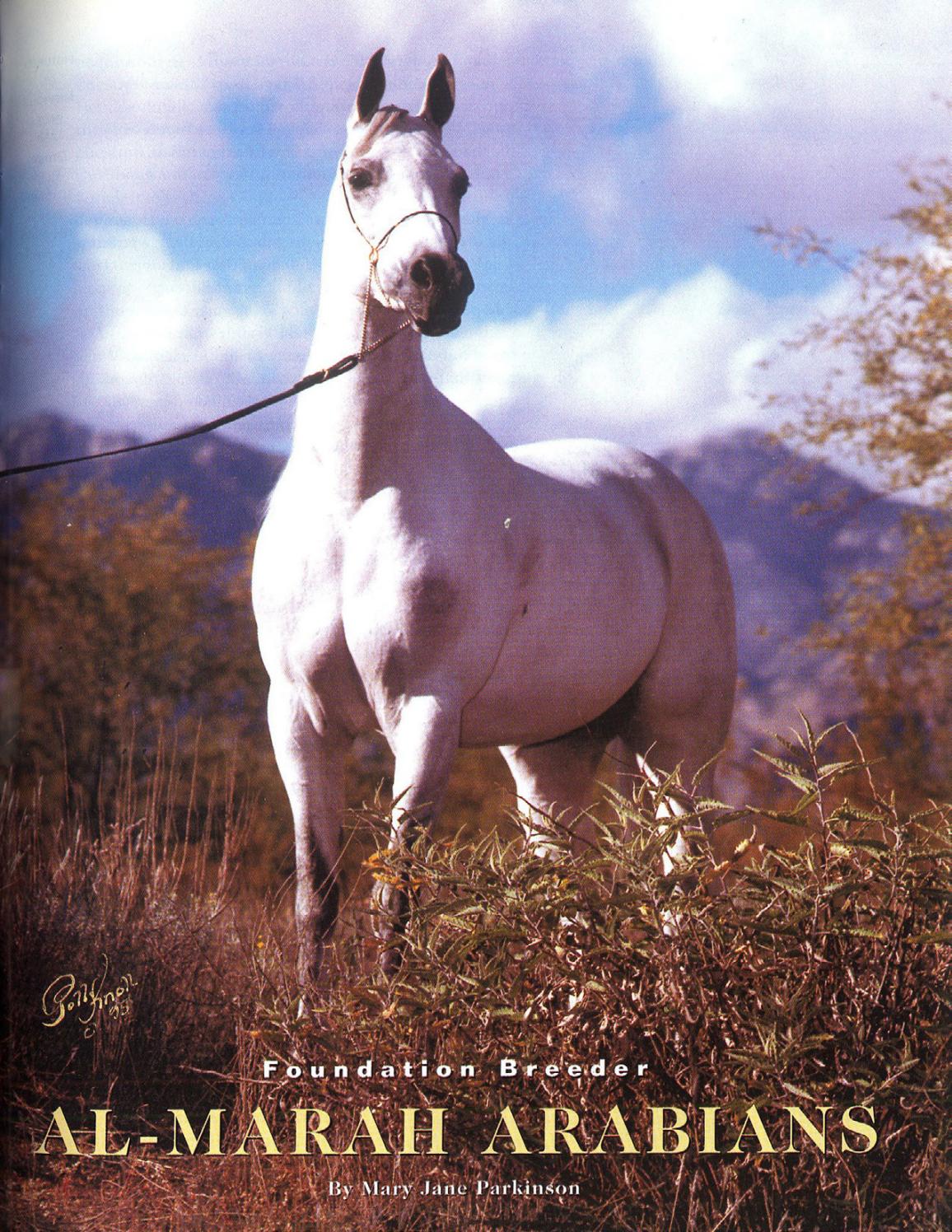 Out of this World - Foundation Breeder: Al-Marah Arabians by Arabian ...