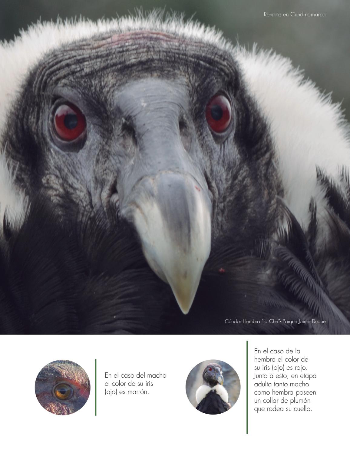 El Cóndor de los andes by Parque Jaime Duque - Issuu