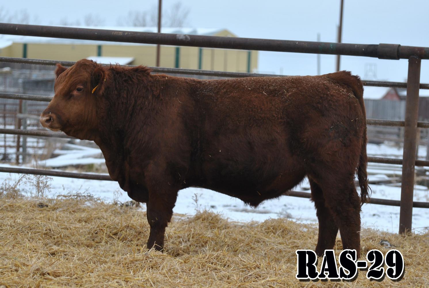 Red Angus X Simmental - Fall Borns by Today's Publishing Inc. - Issuu