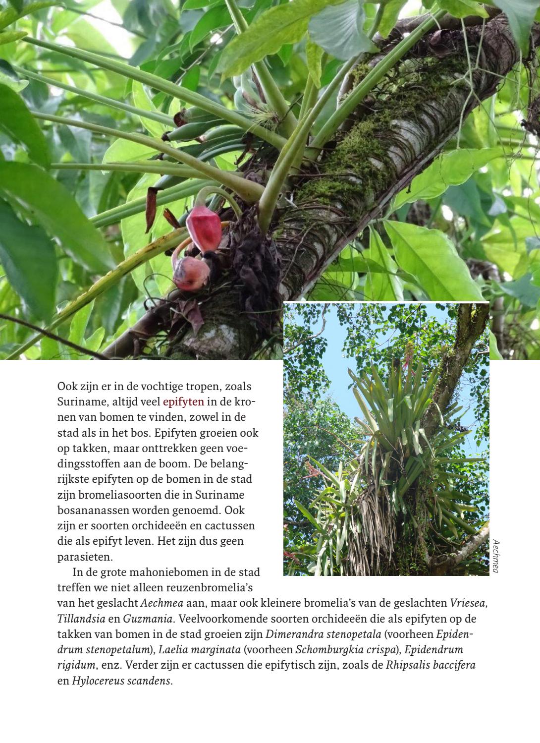 Bomen van Paramaribo by LM Publishers - Issuu