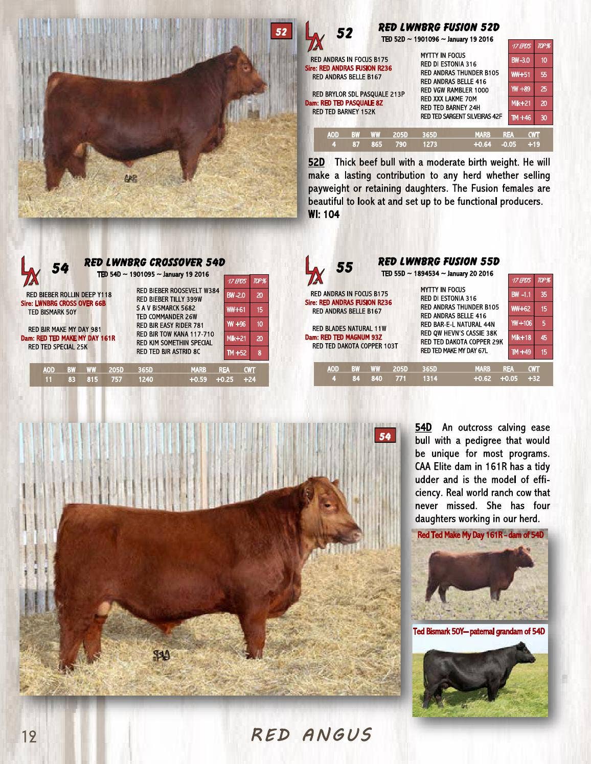 Leeuwenburgh Angus Bull Sale 2017 by Everything Angus - Issuu