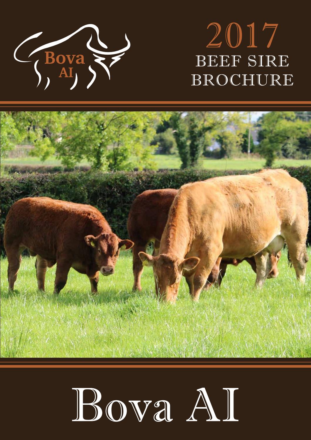Bova AI Beef Sire Brochure 2017 by Michael O' Neill - Issuu