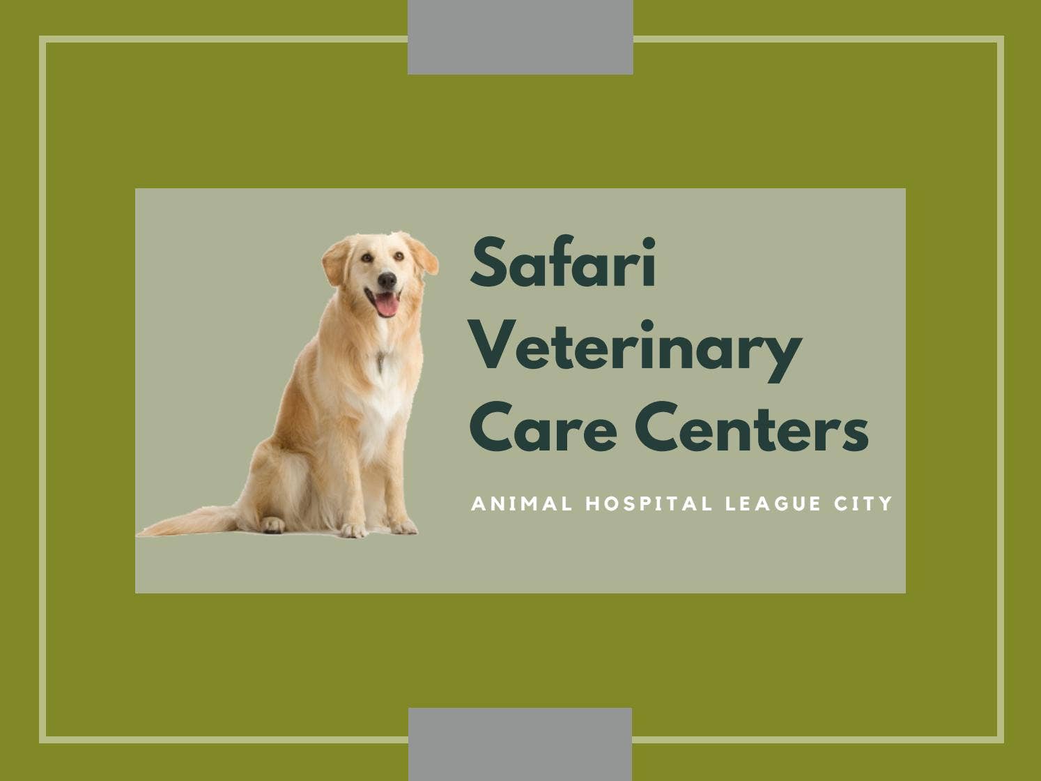 Veterinary Hospital League City by Safari Veterinary Care Centers - Issuu