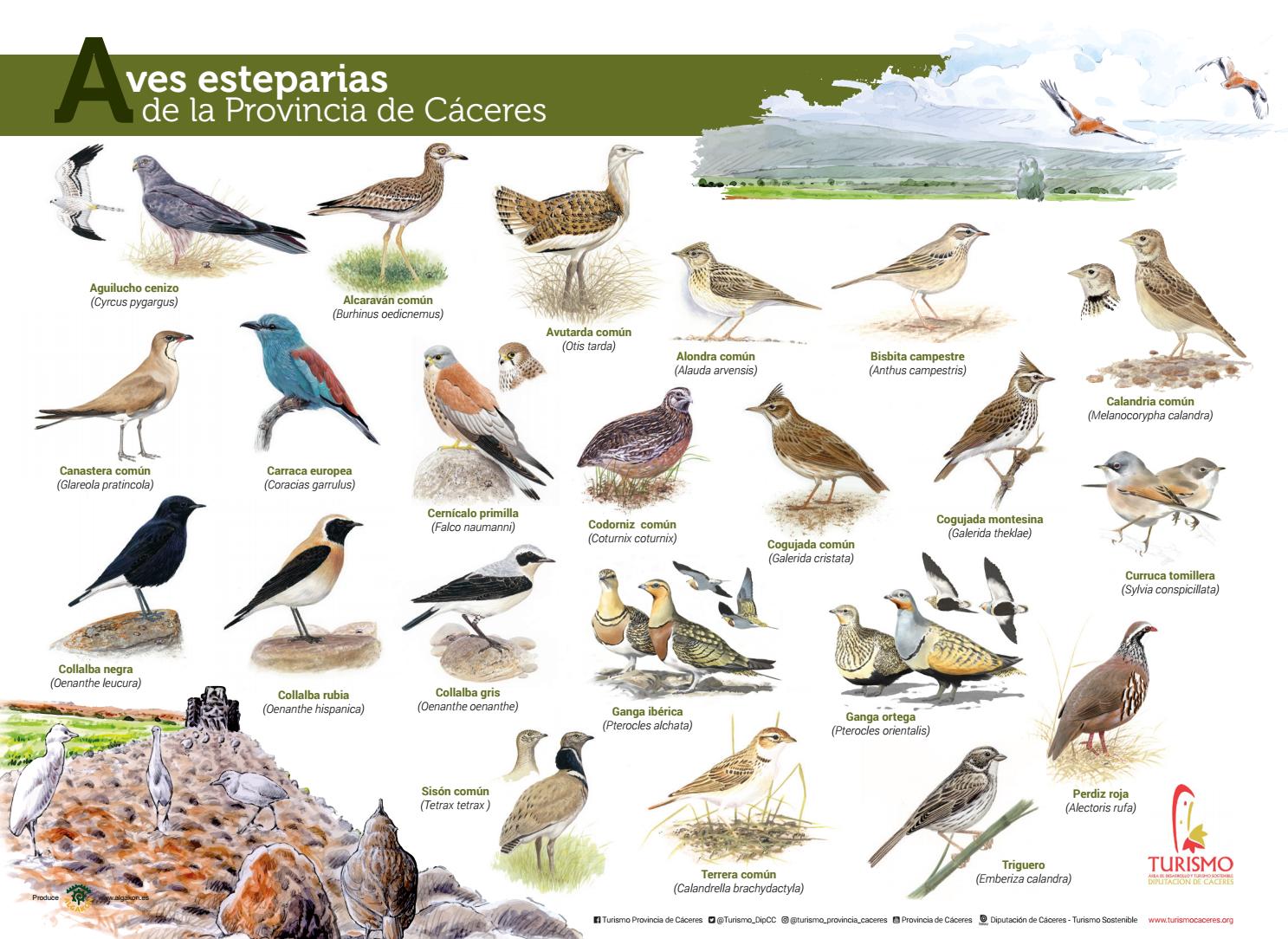 Poster aves esteparias by Diputación de Cáceres - Turismo Sostenible ...