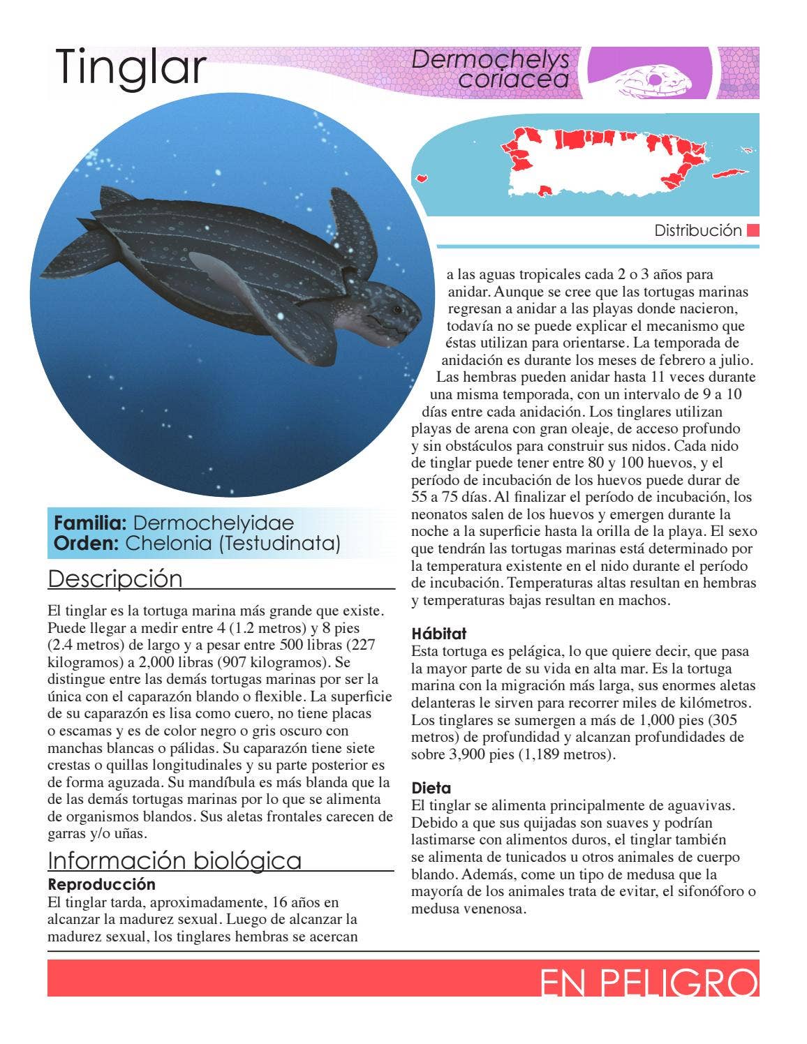 Animales amenazados y en peligro de extinción en el Caribe by Puerto ...