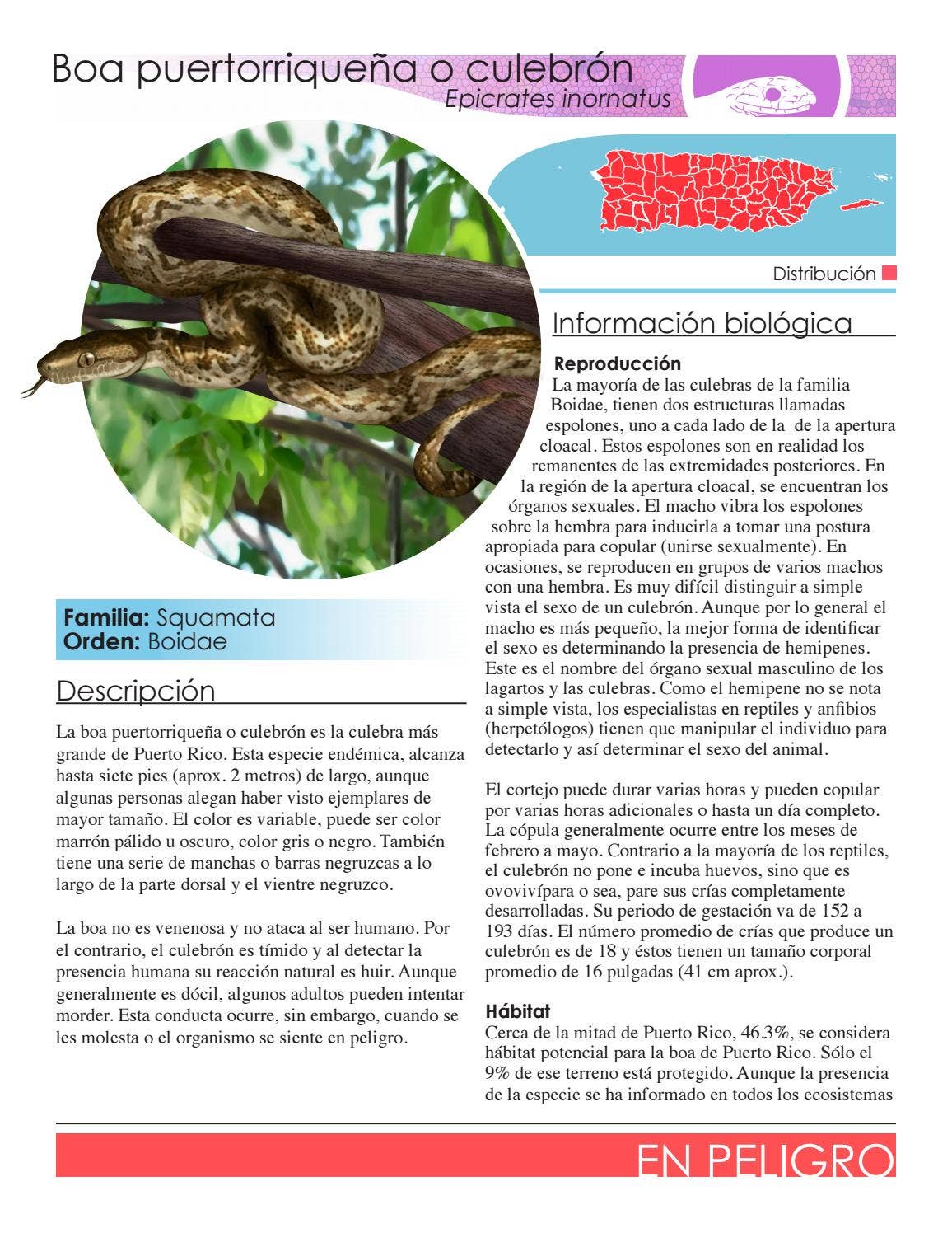 Animales amenazados y en peligro de extinción en el Caribe by Puerto ...