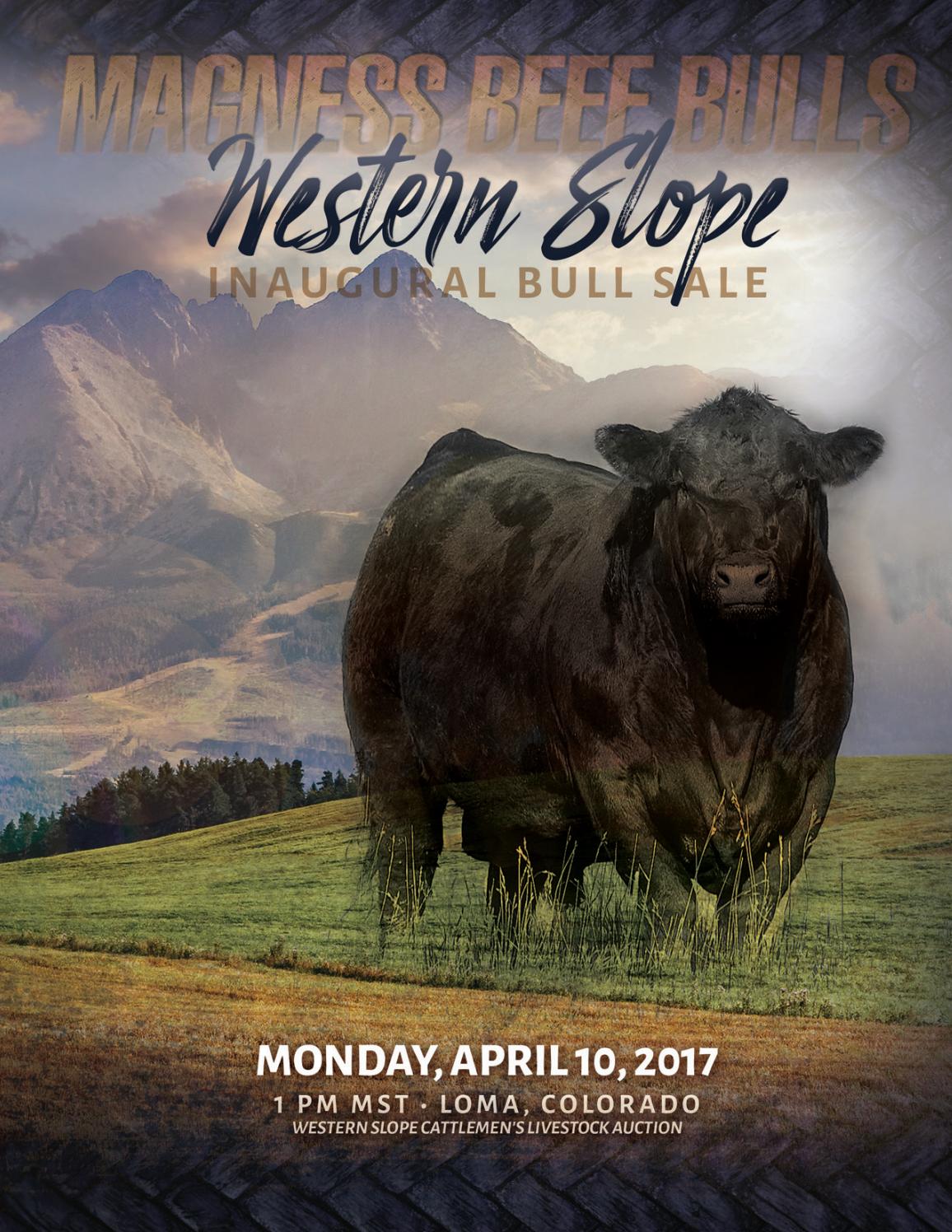 Magness Land & Cattle Western Slope Inaugural Bull Sale by Monti West Design - Issuu
