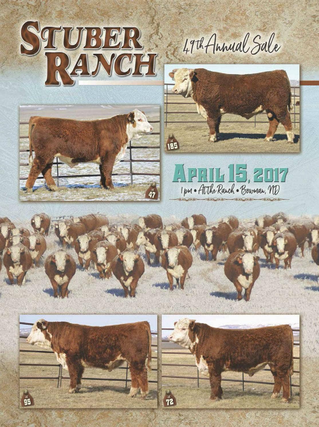 Stuber Ranch Sale by American Hereford Association - Issuu