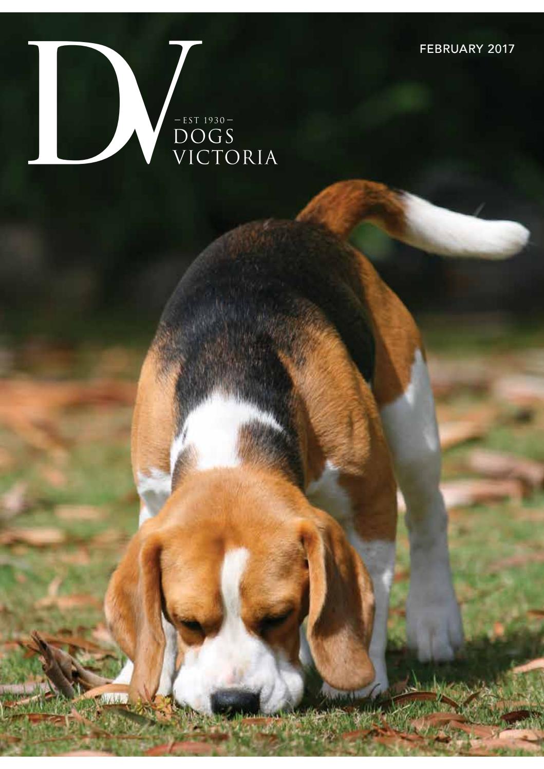 Dogs Victoria Magazine - February 2017 by Dogs Victoria - Issuu