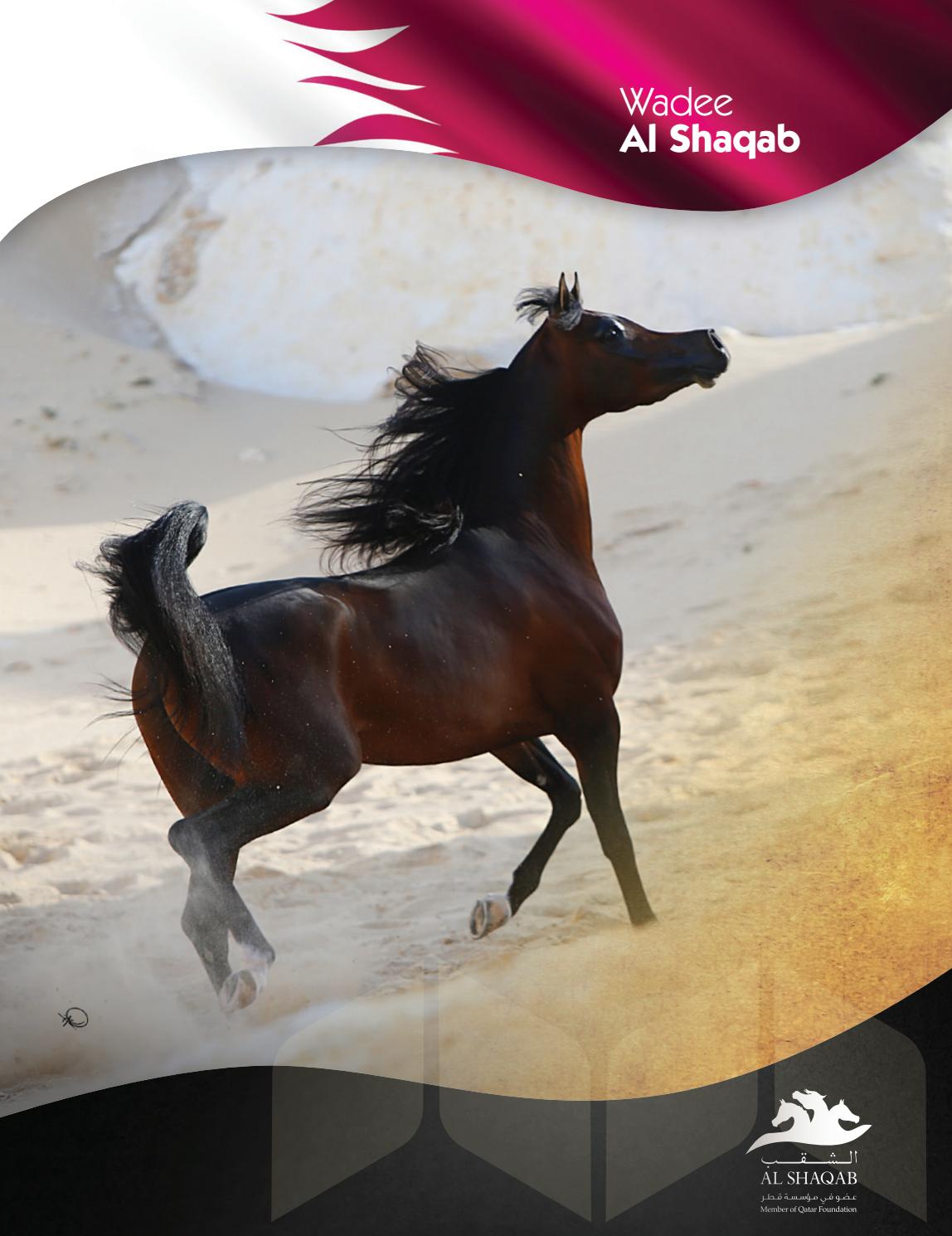 Wadee Al Shaqab — The Legend Continues by Arabian Horse World - Issuu