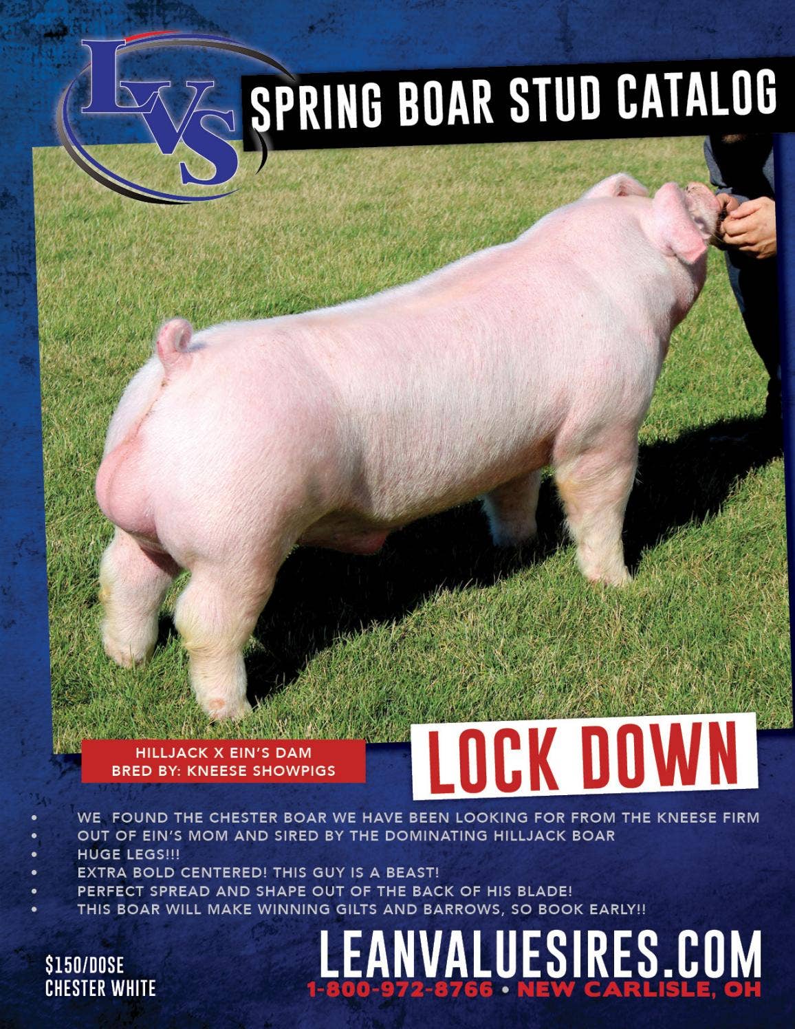 LVS Spring 2017 Catalog by Novel Designs - Issuu